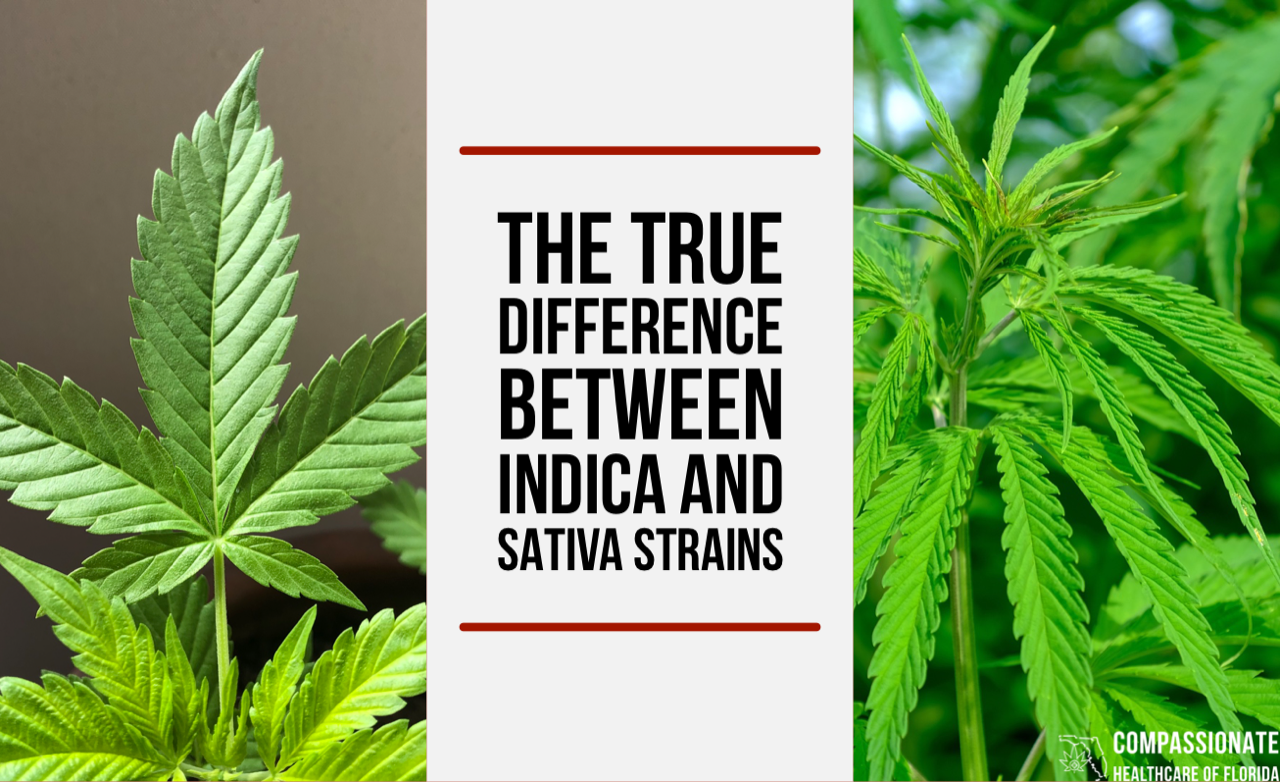 The True Difference Between Indica and Sativa Strains - Compassionate Healthcare of Florida